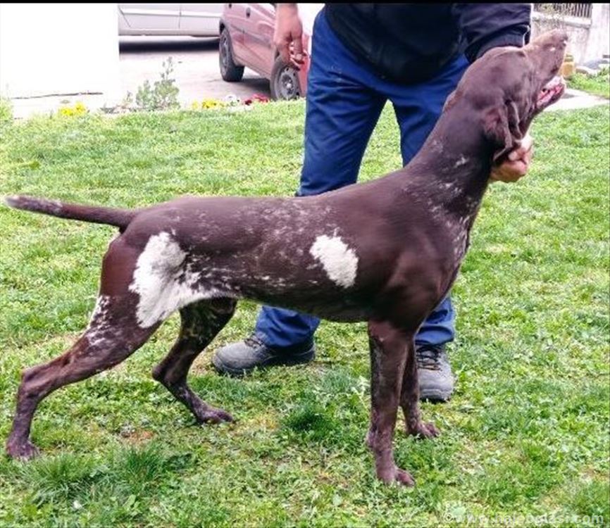 Nemački kratkodlaki ptičar, odrastao pas | Halo Oglasi