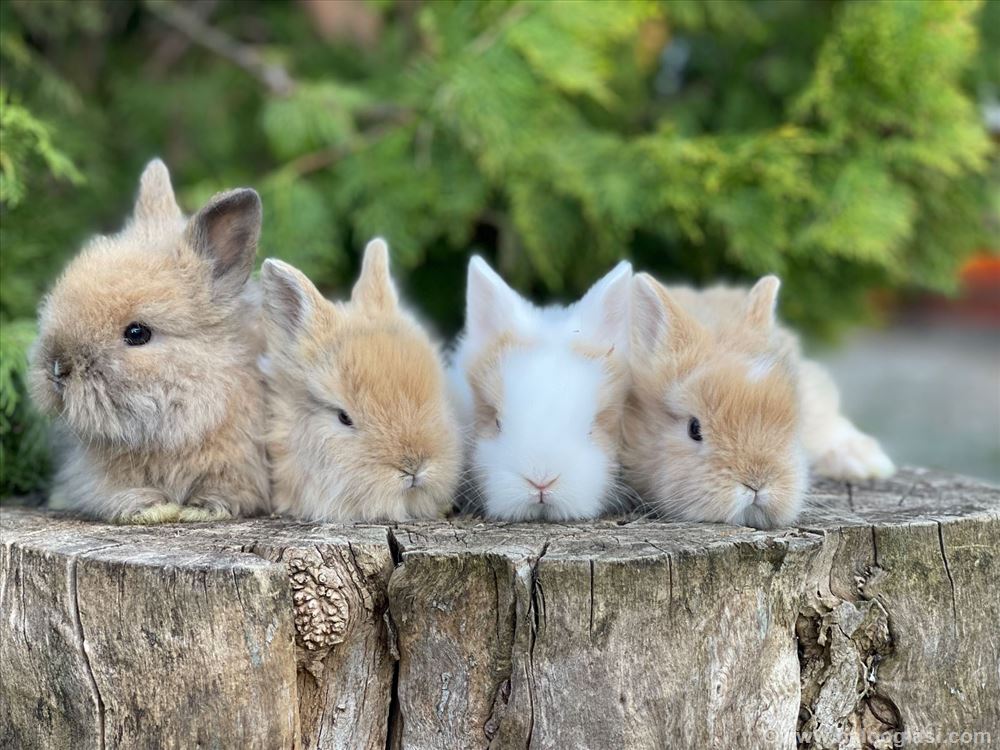 Patuljasti zečevi lavlja glava | Halo Oglasi