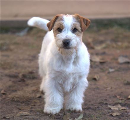 Prodaja pasa i psi na poklon Džek Rasel terijer | Halo oglasi