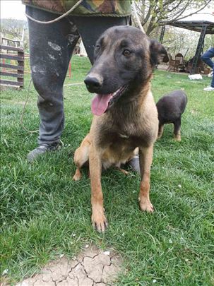 Prodaja pasa i psi na poklon Malinoa, Belgijski ovčar | Halo oglasi