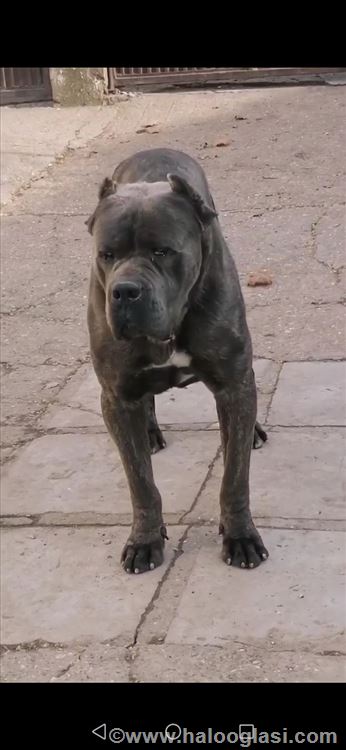 Kane korso, odrastao pas | Halo Oglasi
