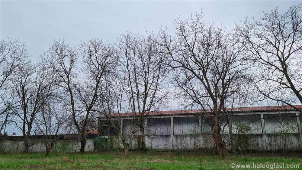 Orah drvo stabla, 20 komada stari 50 godina | Halo Oglasi