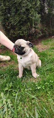 Prodaja pasa i psi na poklon Mops | Halo oglasi