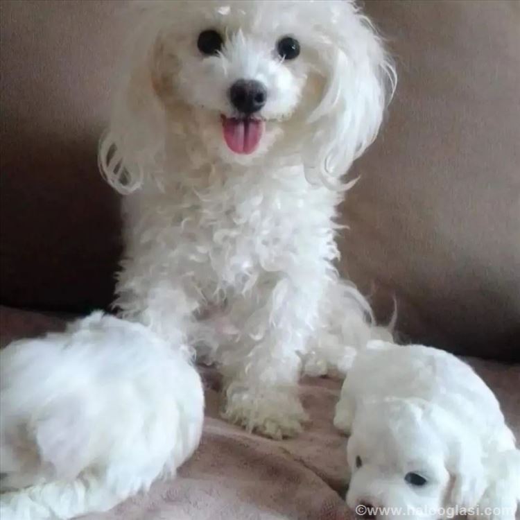 Bolonjski pas, štene | Halo Oglasi