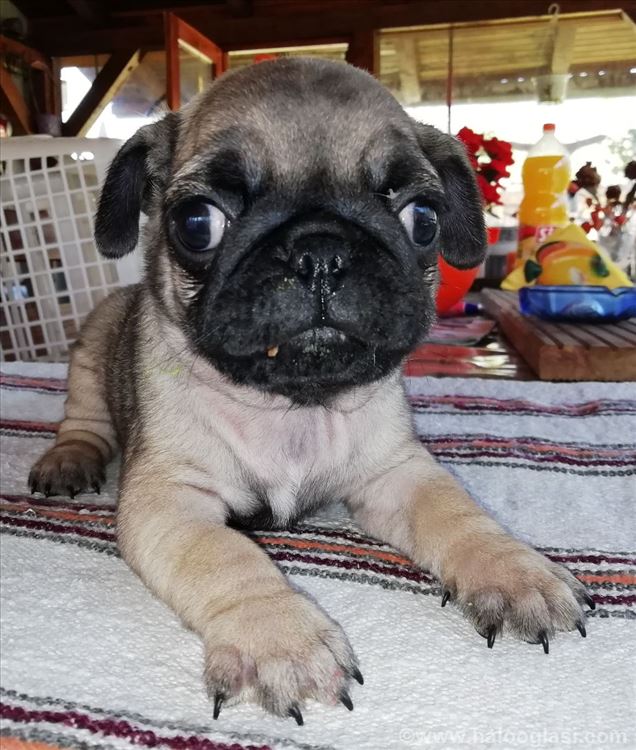 Mops , štene | Halo Oglasi
