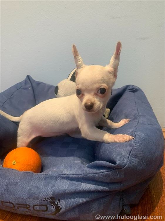 Čivava,MINI apple head vrhunska zenkica pasos cip | Halo Oglasi