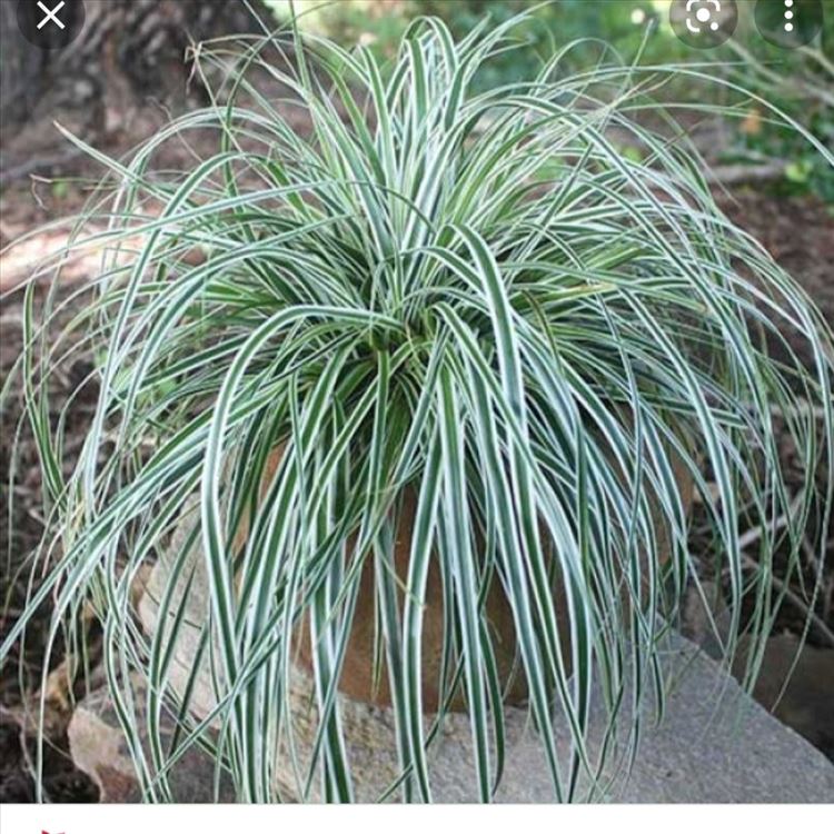 Kareks everest | Halo Oglasi