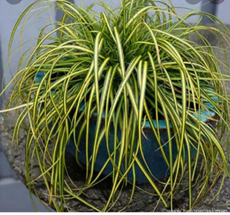 Kareks evergold | Halo Oglasi