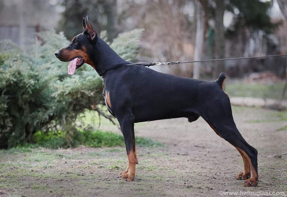 Doberman ,žensko štene | Halo Oglasi