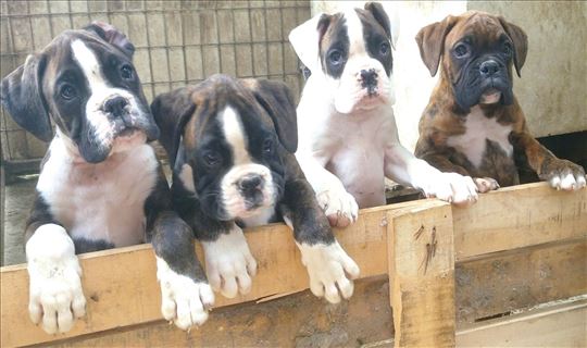 Prodaja pasa i psi na poklon Nemački bokser | Halo oglasi