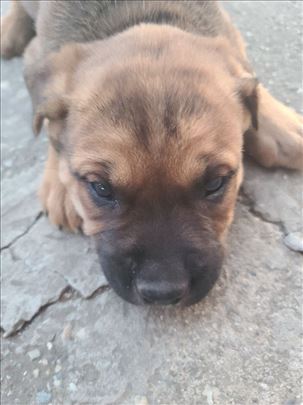 Prodaja pasa i psi na poklon Cane corso | Halo oglasi