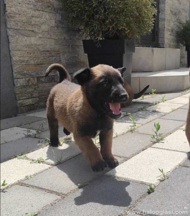Belgijski ovčar, malinoa | Halo Oglasi