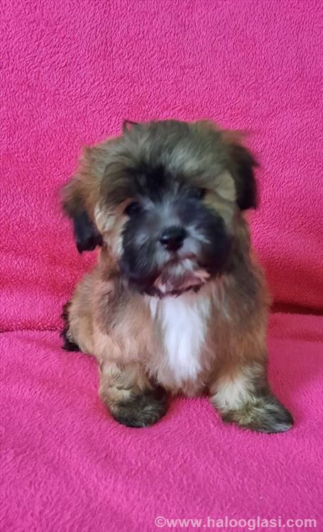 Havanski bišon, štene | Halo Oglasi