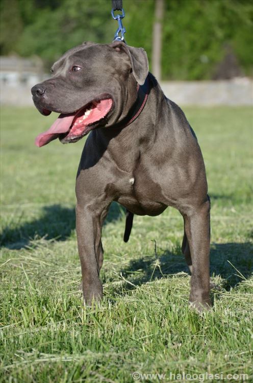 Plavi pit bull otvoren za parenje | Halo Oglasi