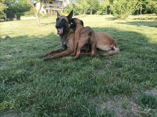 Prodaja pasa i psi na poklon Malinoa, Belgijski ovčar | Halo oglasi