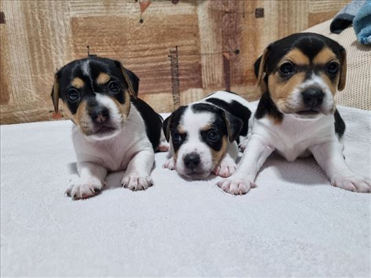 Prodaja pasa i psi na poklon Džek Rasel terijer | Halo oglasi