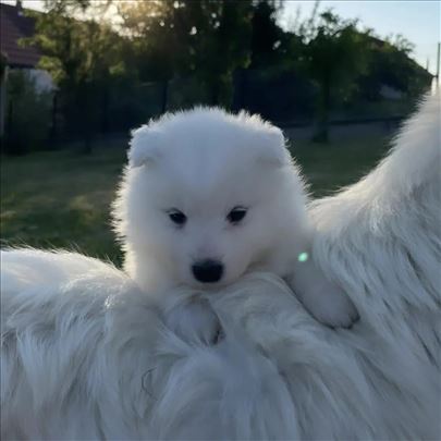 Prodaja pasa i psi na poklon Samojed | Halo oglasi