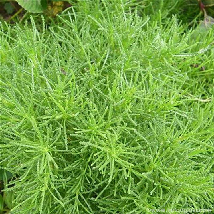 Maslinova trava | Halo Oglasi