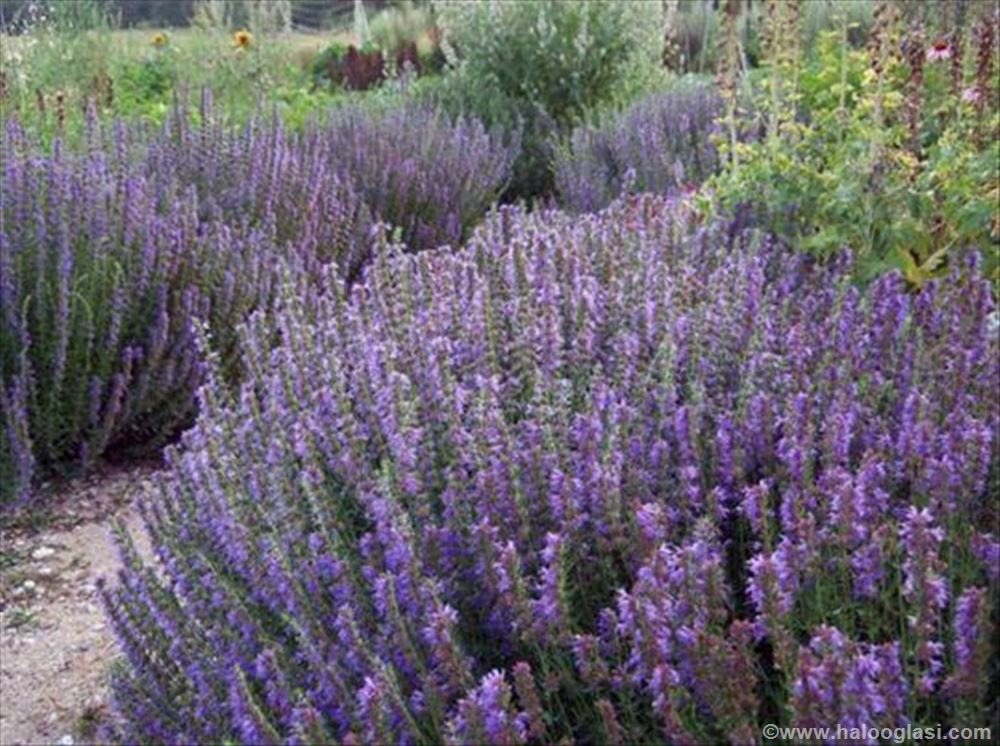 Miloduh | Halo Oglasi