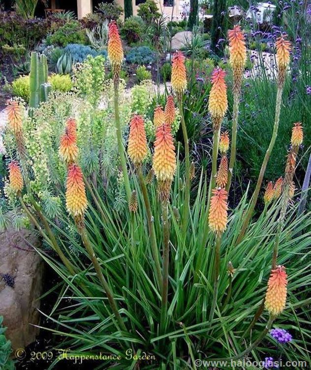 Tritoma | Halo Oglasi