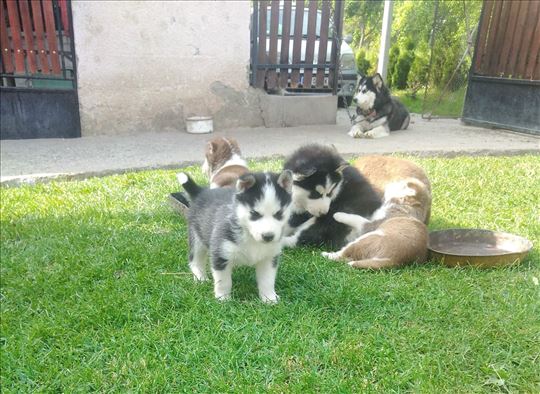 Prodaja pasa i psi na poklon Sibirski haski | Halo oglasi