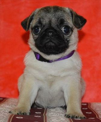 Prodaja pasa i psi na poklon Mops | Halo oglasi