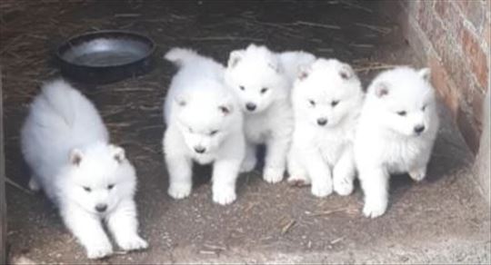 Prodaja pasa i psi na poklon Samojed | Halo oglasi