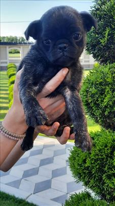 Prodaja pasa i psi na poklon Mops | Halo oglasi