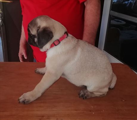 Prodaja pasa i psi na poklon Mops | Halo oglasi