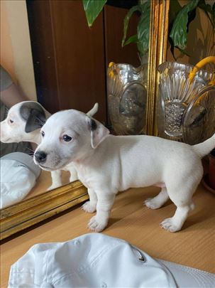 Prodaja pasa i psi na poklon Džek Rasel terijer | Halo oglasi