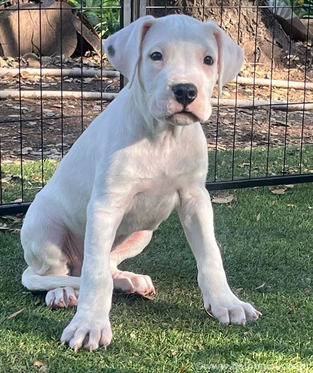 Argentinski pas, štene | Halo Oglasi