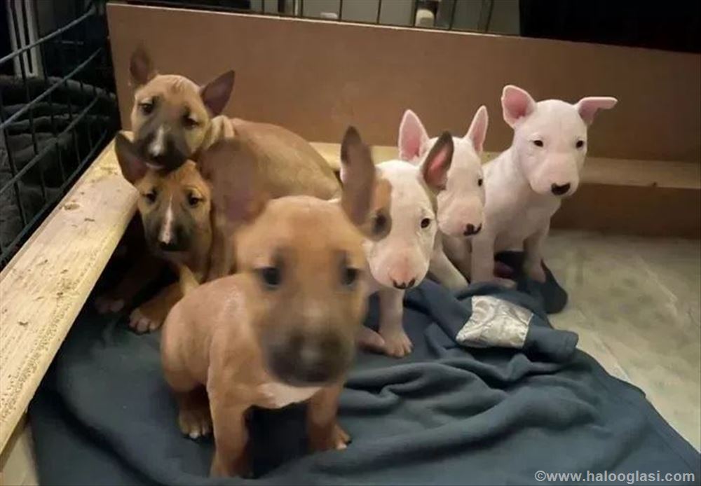 Bul terijer, štene | Halo Oglasi
