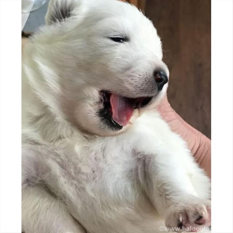 Samojed, štene | Halo Oglasi
