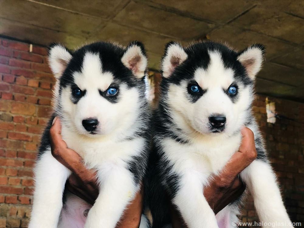 Sibirski haski , štene | Halo Oglasi