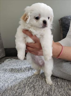 Prodaja pasa i psi na poklon Pekinezer | Halo oglasi