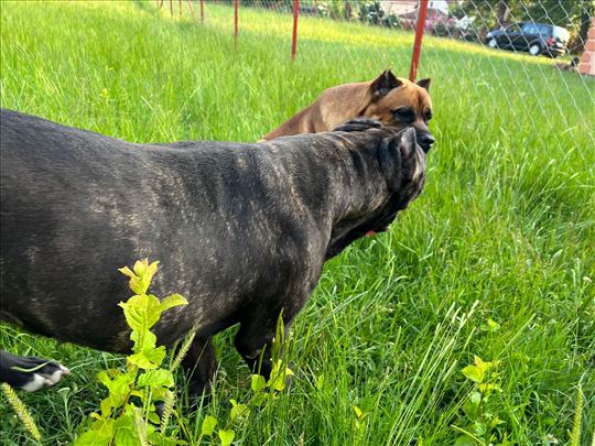 Prodaja pasa i psi na poklon Cane corso | Halo oglasi