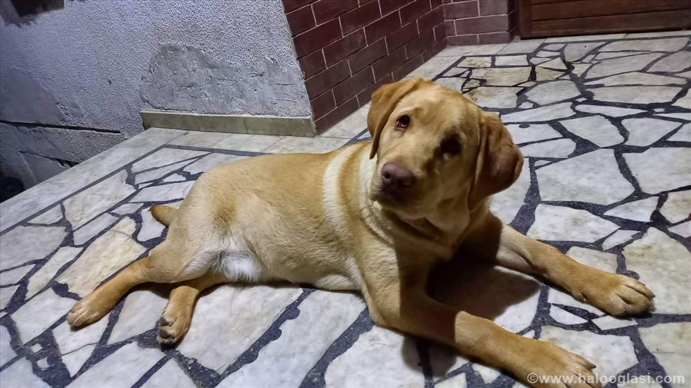 Labrador retriver, mlad pas | Halo Oglasi