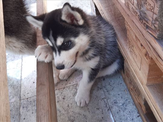 Prodaja pasa i psi na poklon Sibirski haski | Halo oglasi