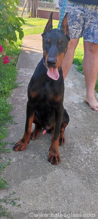 Doberman musko stene | Halo Oglasi