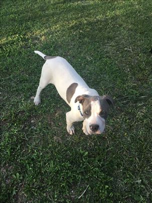 Prodaja pasa i psi na poklon Pit bul terijer | Halo oglasi