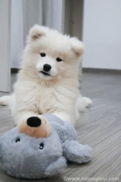 Samojed, štene | Halo Oglasi