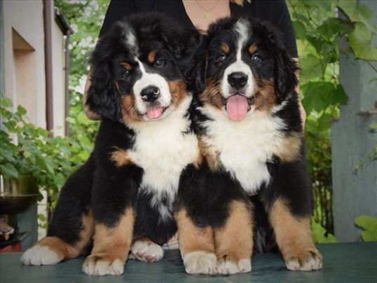 Prodaja pasa i psi na poklon Bernski planinski pas | Halo oglasi