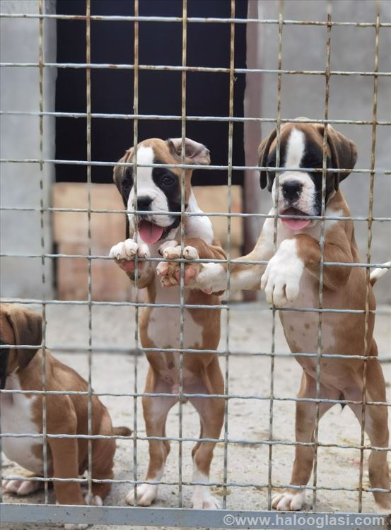 Nemacki Boxer | Halo Oglasi