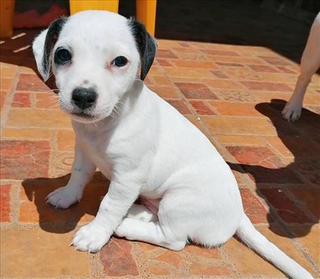 Prodaja pasa i psi na poklon Džek Rasel terijer | Halo oglasi