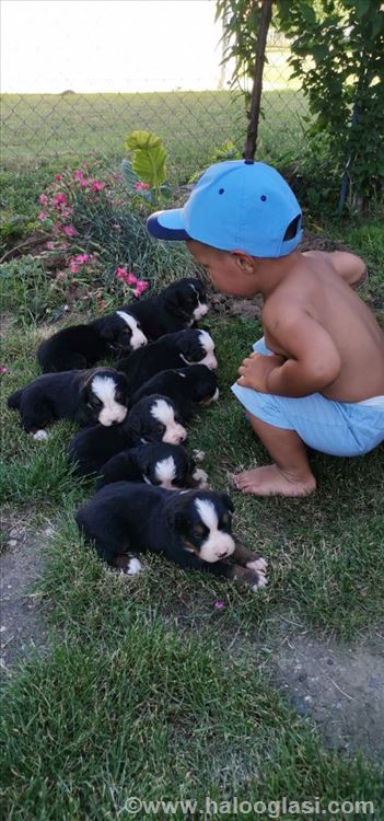 Bernski pastirski pas, štene | Halo Oglasi
