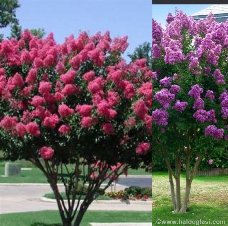 Indijski jorgovan | Halo Oglasi