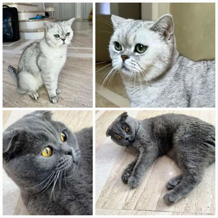 Škotski fold, mlada mačka | Halo Oglasi