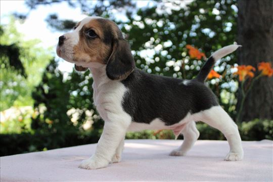 Prodaja pasa i psi na poklon Bigl | Halo oglasi