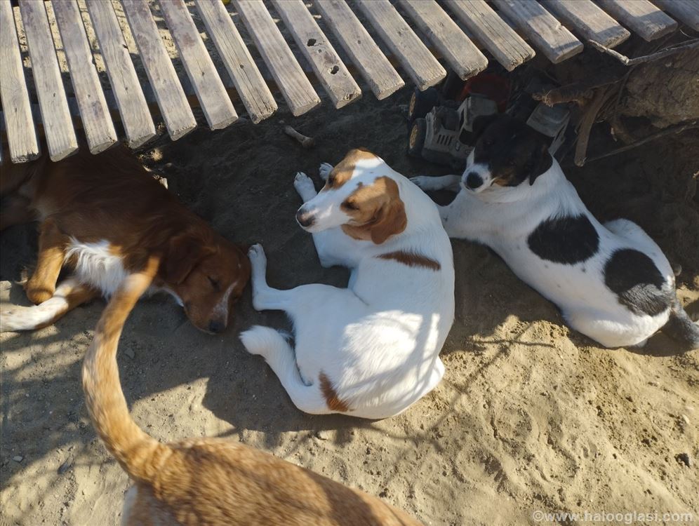 Posavski gonič, mlad pas | Halo Oglasi