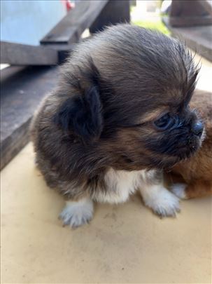 Prodaja pasa i psi na poklon Pekinezer | Halo oglasi